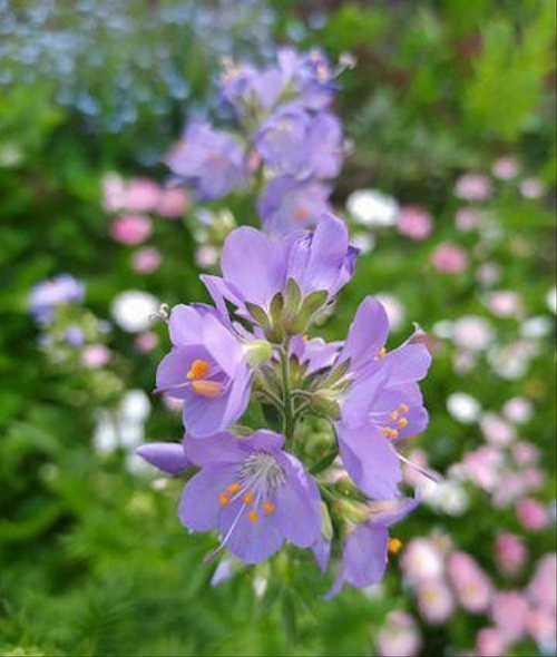 Синюха голубая (лечебное растение) многолетник