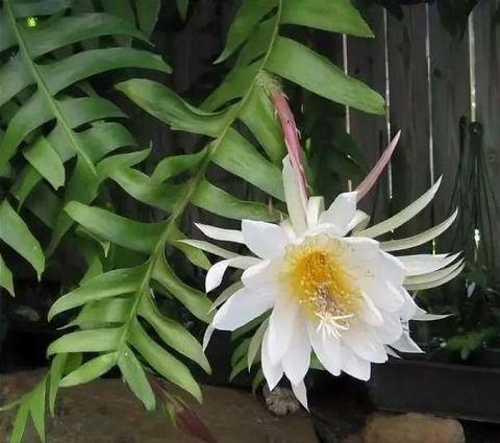 Epiphyllum (Эпифиллумы)