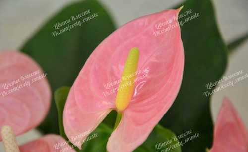 Антуриум розовый Свит Лени / Anthurium Sweet Leny