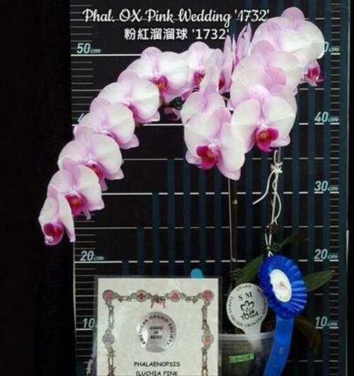 Орхидея Phal. OX Pink Wedding '1732'