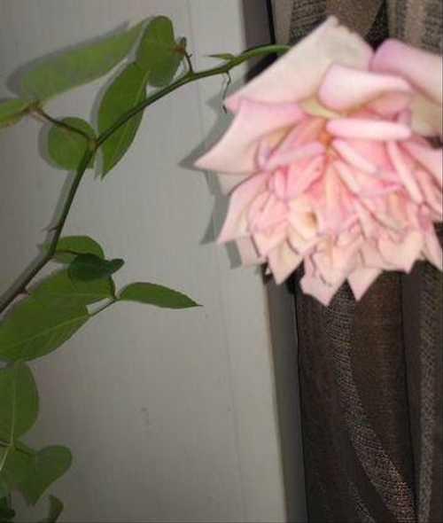 Роза бенгальская розовая, сильный приятный запах