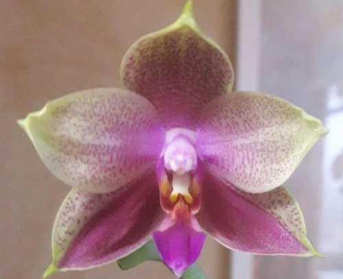 Орхидея фаленопсис Liodoro (Лиодоро)