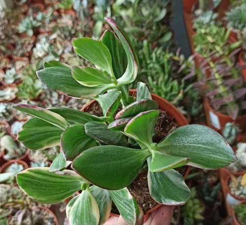 Крассула Триколор (Crassula Tricolor)