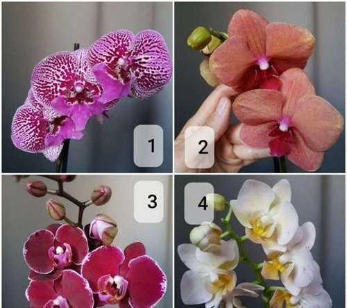 Орхидея фаленопсис Сурф сонг, Бургунди, Дебора