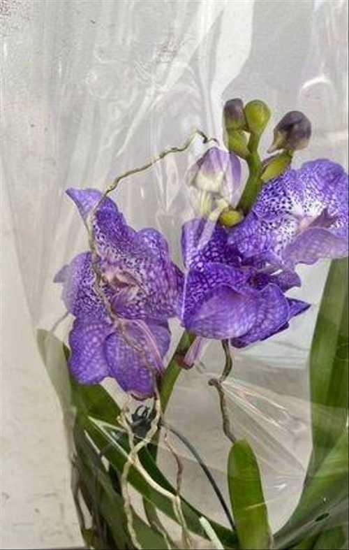 Орхидея Ванда живущая без грунта
