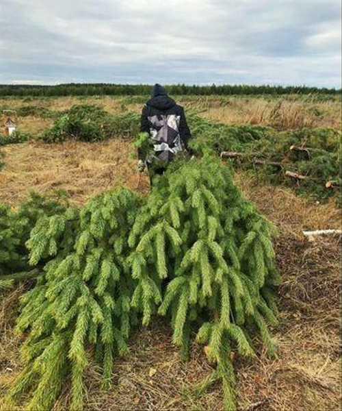 Новогодние елки сосны опт