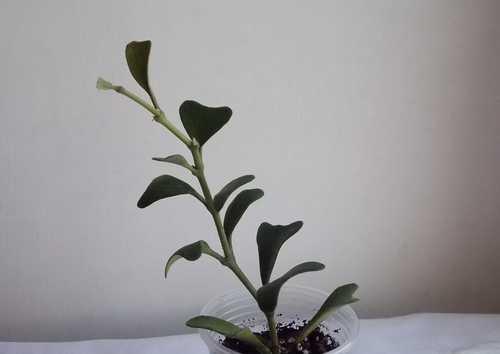 Хойи Narcissiflora, Manipurensis