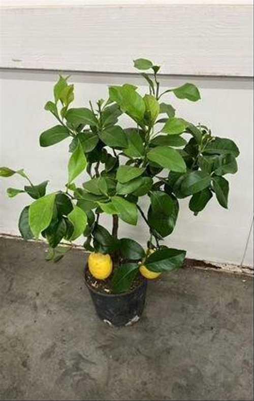 Лимонное дерево с плодами/ Лимон 70-80 см