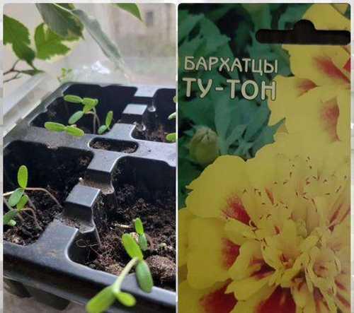 Рассада бархатцы, домашние острые перчики