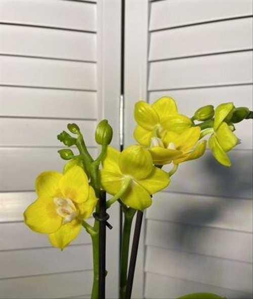 Орхидея фаленопсис восковая арома