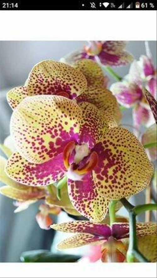 Орхидея фаленопсис (Детки)