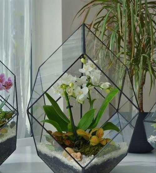 Флорариум Метеор с орхидеей в наличии