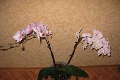Большая Орхидея фаленопсис (нежно сиреневая)