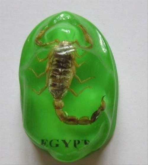 Сувенир из Египта - скорпион