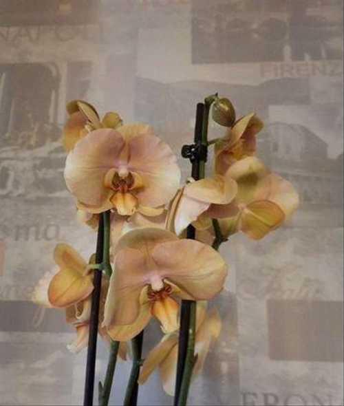 Орхидея фаленопсис "Африканский закат"