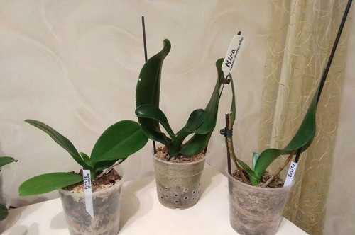Орхидея фаленопсис 3шт