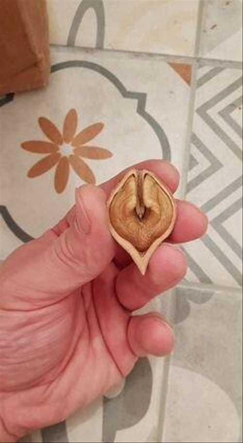 Саженцы сердцевидного ореха из сортовых семян