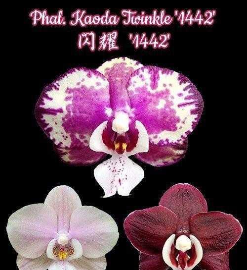 Phal. Kaoda Twinkle '1442