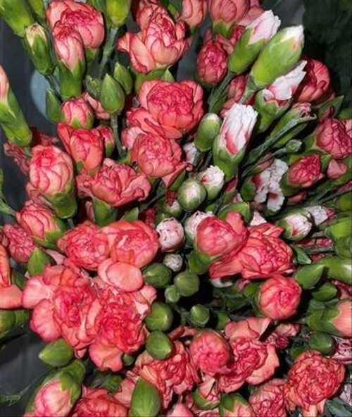 Гвоздика кустовая одноголовая опт