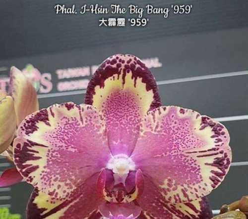Орхидея Phal. i-Hsin big Bang