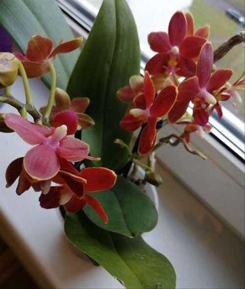 Орхидея фаленопсис феникс