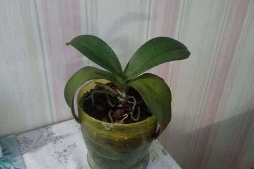 Орхидея фаленопсис бордовая