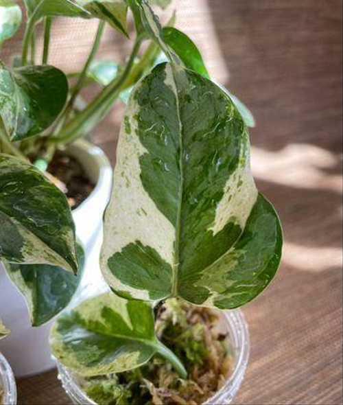 Epipremnum aureum 'White Panther'