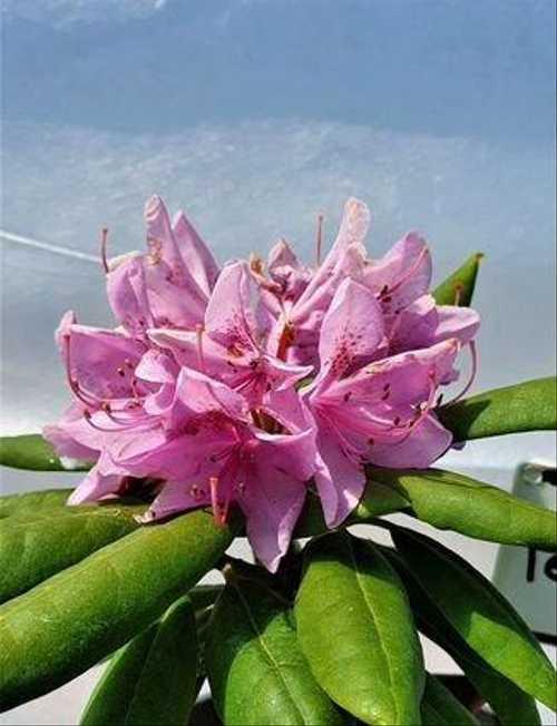 Саженцы Рододендрон Розеум Элеганс