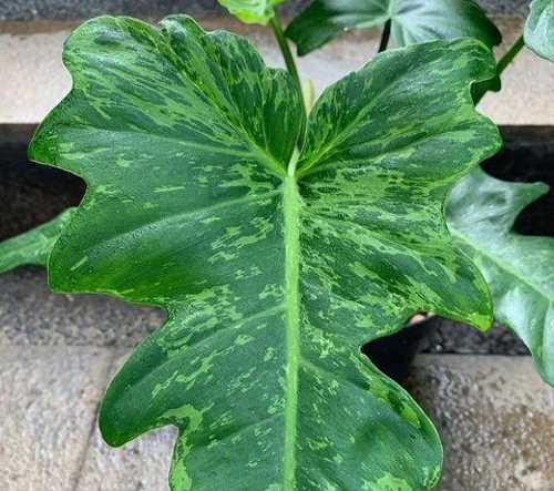 Филодендрон Philodendron Lime Fiddle