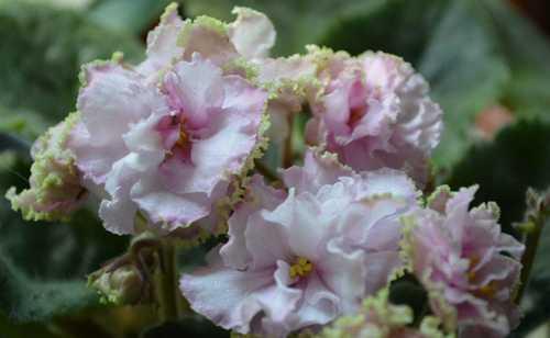 Фиалка ек-Зимнее Чудо