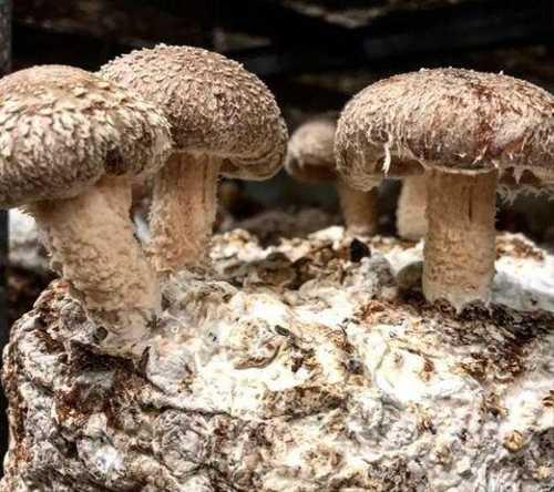 Шиитаке - грибной блок, мицелий
