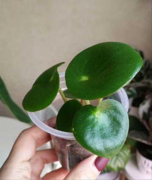 Peperomia polybotrya Raindrop