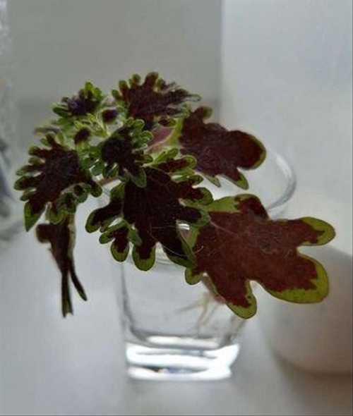 Колеусы (крапивка)