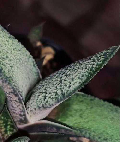 Gasteria гастерия детки суккуленты