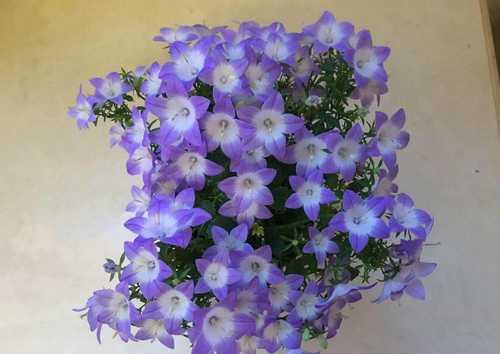 Кампанула Берлин биколор