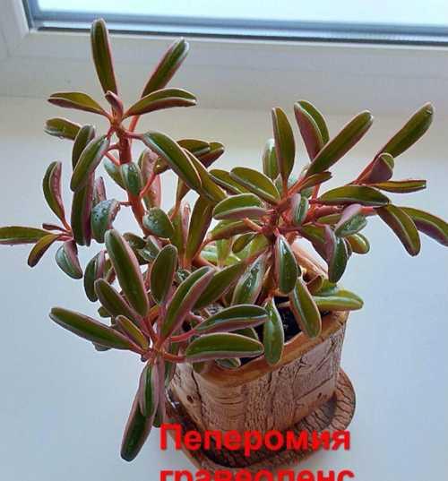 Пеперомия гравеоленс peperomia graveolens суккулен