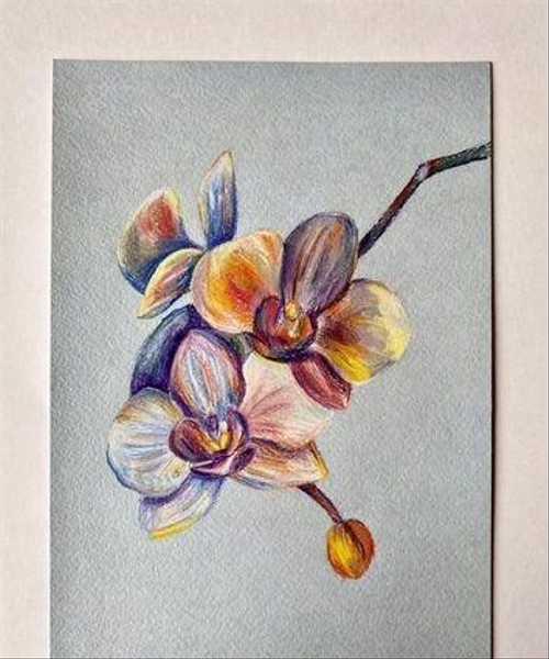 Картина карандашом «Орхидеи»