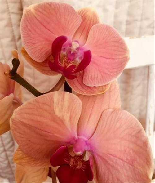 Орхидея Phalaenopsis Caribbean Dream цветущая