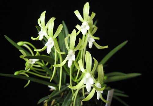 Орхидеи Неофинетии Neofinetia falcata