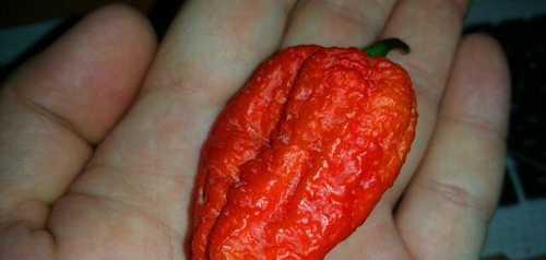 Острый перец Ghost Pepper Red (Bhut Jolokia)