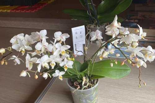 Орхидея фаленопсис Equestris (Дикий)