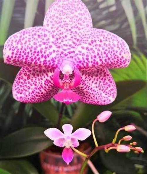 Орхидея фаленопсис Эквестрис