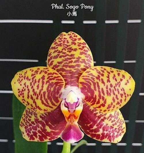 Орхидея Phal. Sogo Pony