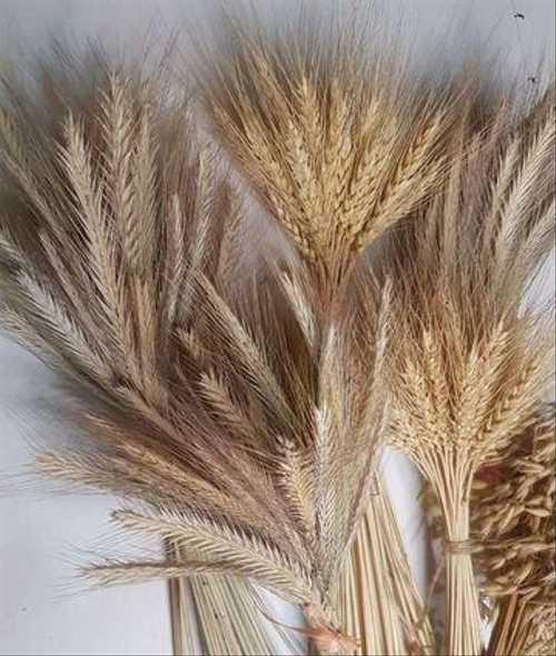 Колосья пшеницы, овса, ячменя