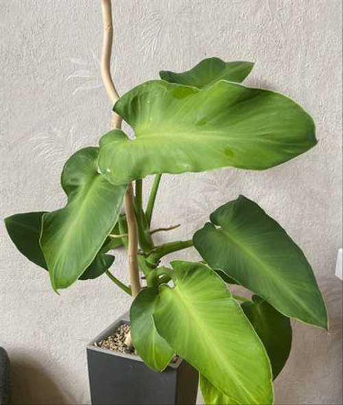 Philodendron rugosum
