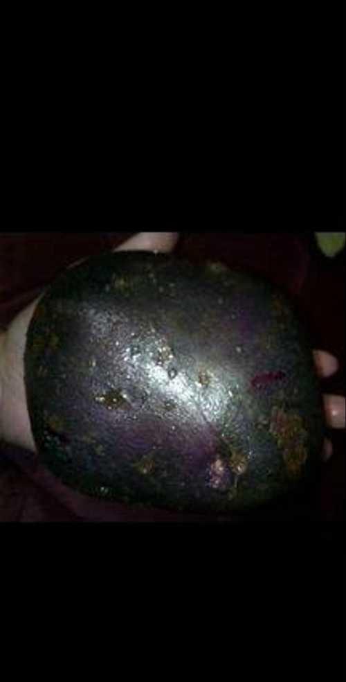 Семенной темно фиолетовый картофель