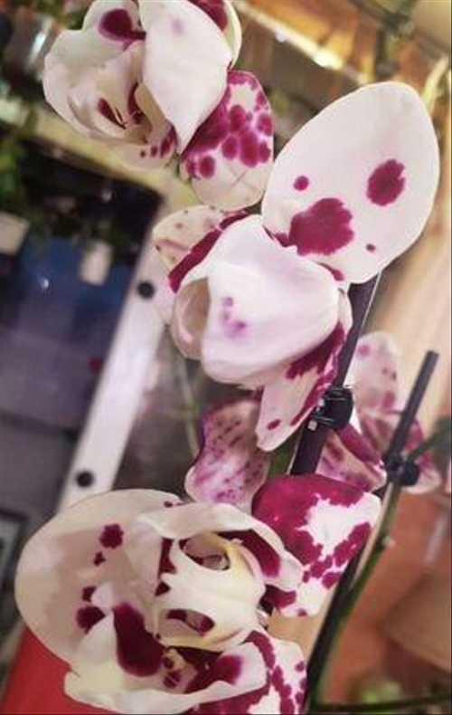 Орхидея пелорик бенидорн
