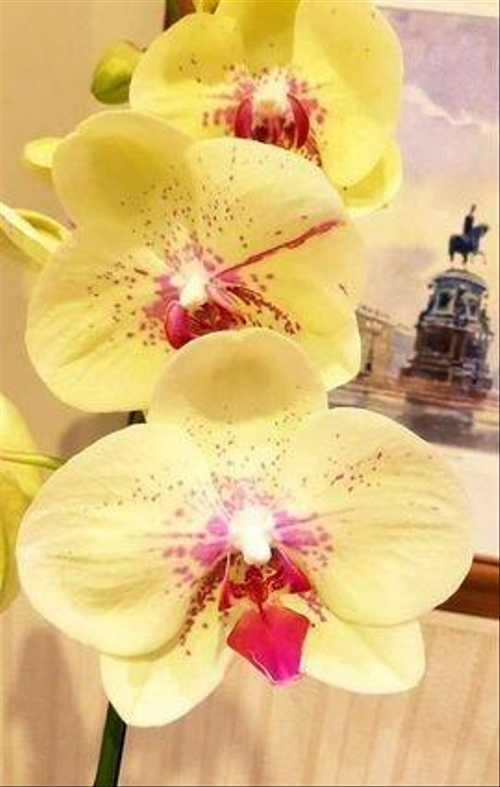 Желтая грандифлора арома орхидея фаленопсис цветущ