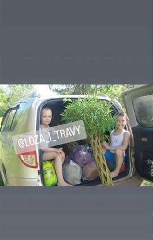 Плетеные деревья из ивы