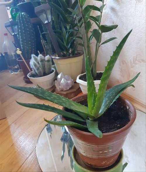 Алоэ вера Алоэ пятнистый (Aloe vahegata)